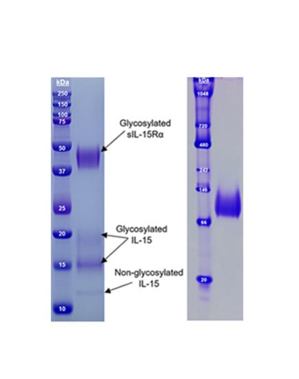 Human Interleukin 15 / IL-15Rα Heterodimer (Human Cell-Expressed) | PBL ... Human Interleukin 15 / IL-15Rα Heterodimer (Human Cell-Expressed) | PBL ...